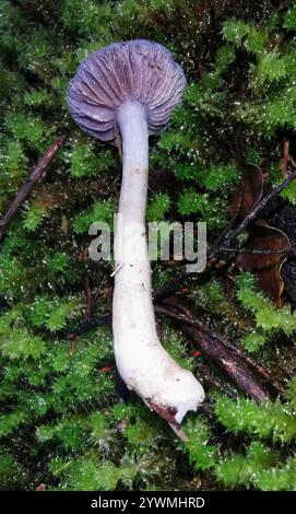 elegant blue webcap (Cortinarius rotundisporus Stock Photo - Alamy