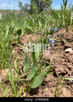 Shortstyle Bluebells (Mertensia brevistyla Stock Photo - Alamy