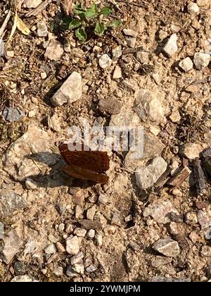 Punchinello (Zemeros flegyas Stock Photo - Alamy