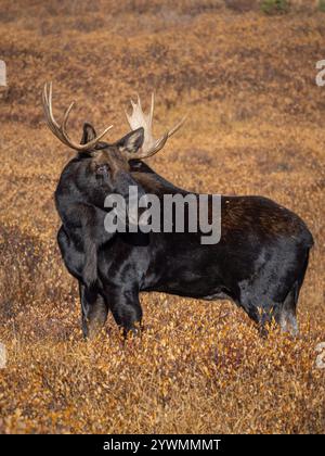 Bull Shiras Moose in Autumn Stock Photo - Alamy