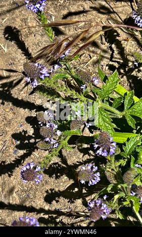 western vervain (Verbena lasiostachys Stock Photo - Alamy