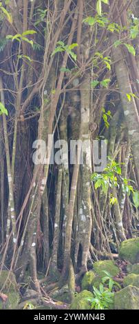 Pacific Banyan (Ficus prolixa Stock Photo - Alamy