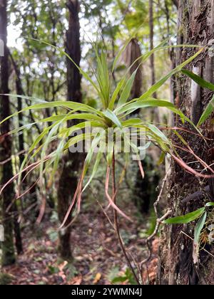 Neinei (Dracophyllum latifolium Stock Photo - Alamy