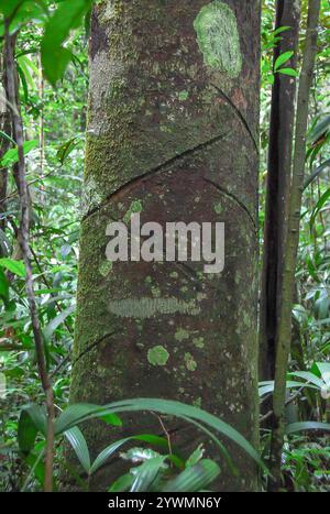 Couma utilis Couma utilis Stock Photo - Alamy