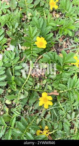 Pacific silverweed (Argentina pacifica Stock Photo - Alamy