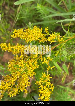 Small's Goldenrod (Solidago pinetorum Stock Photo - Alamy