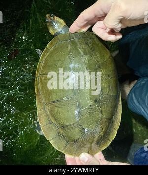 Savanna Side-necked Turtle (Podocnemis vogli) released after being ...