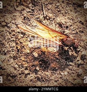 Chicatana Leafcutter Ant (Atta mexicana Stock Photo - Alamy