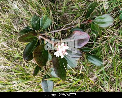 Sexton's Bride (Rhaphiolepis umbellata Stock Photo - Alamy