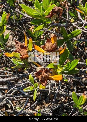 (Cistus ladanifer sulcatus Stock Photo - Alamy