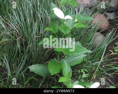 Asian Lizard's Tail (Saururus chinensis), Plantae, 台灣新北市 Stock Photo ...