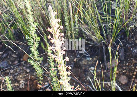Woolly Capespray (Struthiola tomentosa Stock Photo - Alamy