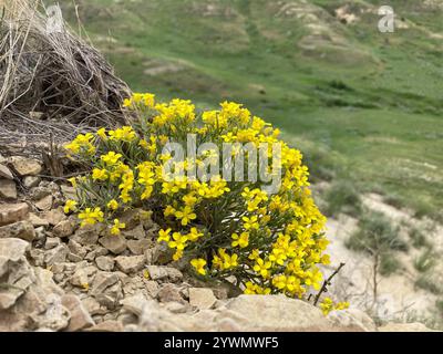 silver bladderpod (Physaria ludoviciana Stock Photo - Alamy