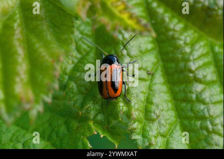 black-and-red pot beetle (Cryptocephalus bipunctatus Stock Photo - Alamy