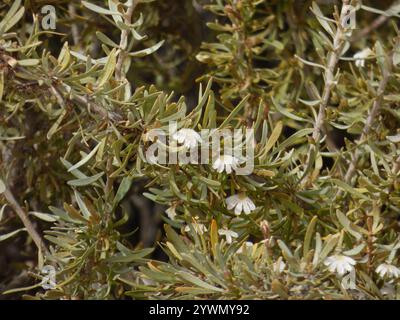 Spiny Fan-flower (Scaevola spinescens Stock Photo - Alamy