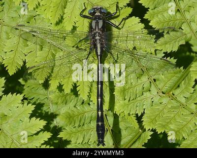 Beaverpond Clubtail (Phanogomphus borealis Stock Photo - Alamy