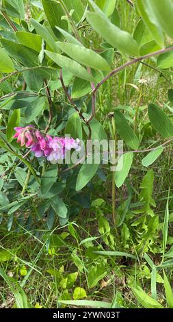 veiny pea (Lathyrus venosus Stock Photo - Alamy