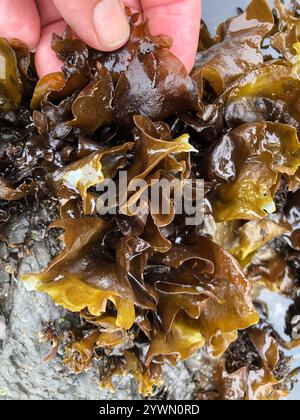 Iridescent Algae (Mazzaella Stock Photo - Alamy