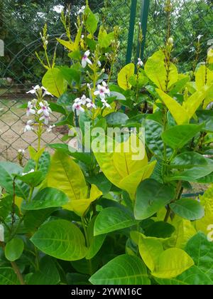 Yellow-Vein Eranthemum (Pseuderanthemum maculatum Stock Photo - Alamy