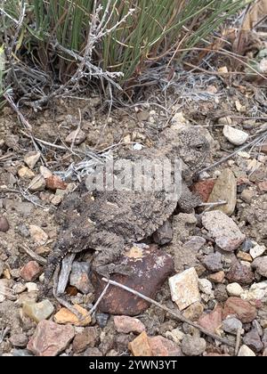 Pygmy Short-horned Lizard (Phrynosoma douglasii Stock Photo - Alamy