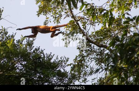 Guianan Red Howler Monkey (Alouatta macconnelli) Mammalia Stock Photo ...