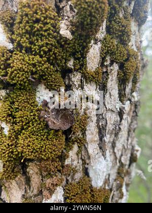 Moon Lichens (Sticta Stock Photo - Alamy