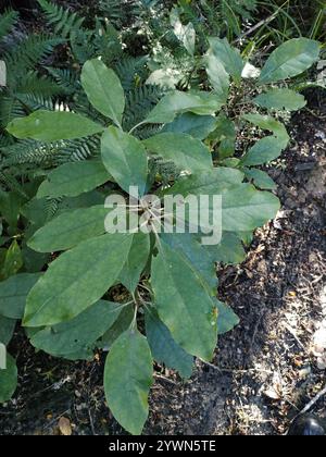 Kanono (Coprosma grandifolia Stock Photo - Alamy