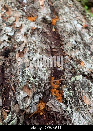 Douglas-fir Beetle (Dendroctonus pseudotsugae Stock Photo - Alamy