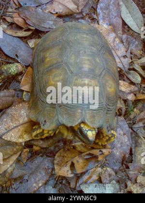 Brazilian Giant Tortoise (Chelonoidis denticulatus), Reptilia, Suriname ...