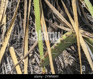 Common Checkered Whiptail (Aspidoscelis tesselatus) from Otero County ...