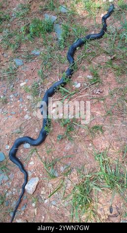 Eastern/Gray Ratsnake Complex (Pantherophis alleghaniensis), Reptilia ...
