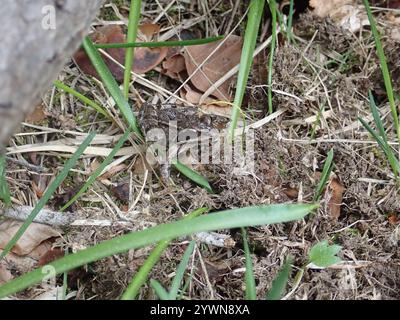 Taurus Frog (Rana macrocnemis Stock Photo - Alamy