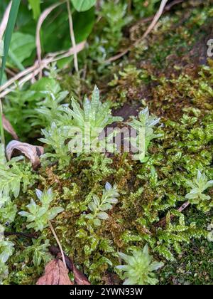 Palm-tree Moss (Plagiomnium undulatum Stock Photo - Alamy
