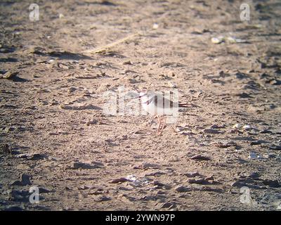 Collared Plover (Anarhynchus collaris Stock Photo - Alamy