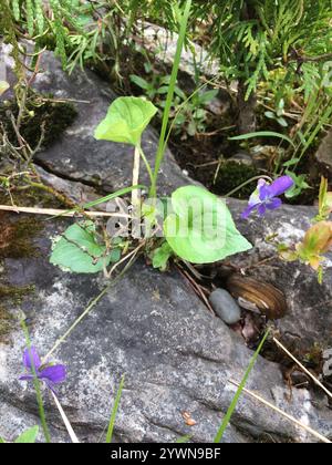 Northern Woodland Violet (Viola septentrionalis), Plantae, Rouyn ...
