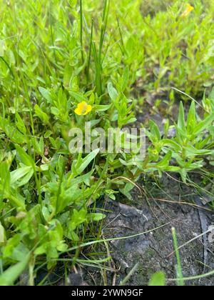 golden hedge-hyssop (Gratiola aurea Stock Photo - Alamy