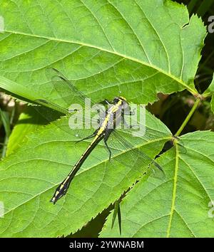 Black-shouldered Spinyleg (Dromogomphus spinosus Stock Photo - Alamy