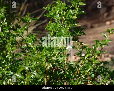 green emu-bush (Eremophila serrulata Stock Photo - Alamy