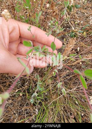 Spanish clover (Acmispon americanus Stock Photo - Alamy