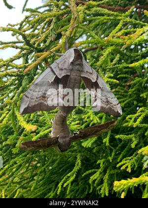 Western Eyed Sphinx (Smerinthus ophthalmica Stock Photo - Alamy