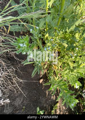 two-rowed stickseed (Lappula squarrosa Stock Photo - Alamy