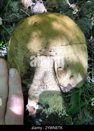 aspen bolete (Leccinum insigne Stock Photo - Alamy