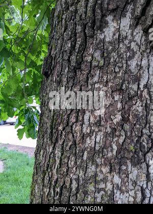 Smooth Patch Disease (Aleurodiscus oakesii) Fungi Stock Photo - Alamy