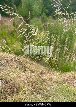 African love grass (Eragrostis curvula) Plantae Stock Photo - Alamy