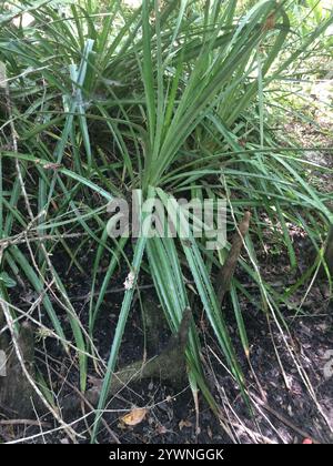 piñuela (Bromelia pinguin Stock Photo - Alamy