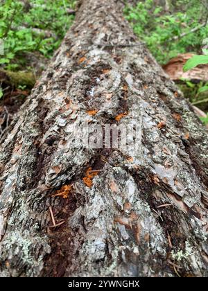 Douglas-fir Beetle (Dendroctonus pseudotsugae Stock Photo - Alamy