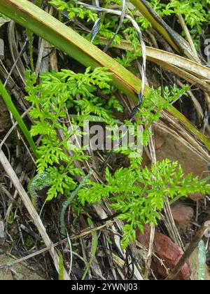 Rock Fern (Cheilanthes austrotenuifolia Stock Photo - Alamy