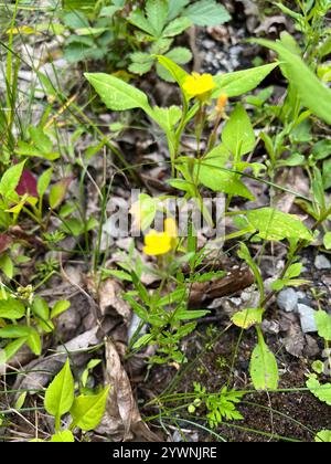 Small Sundrops (Oenothera perennis Stock Photo - Alamy
