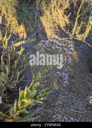 Sacapellote (Acourtia microcephala Stock Photo - Alamy
