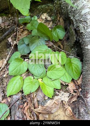 Round-leaved Violet (Viola rotundifolia) Plantae Stock Photo - Alamy